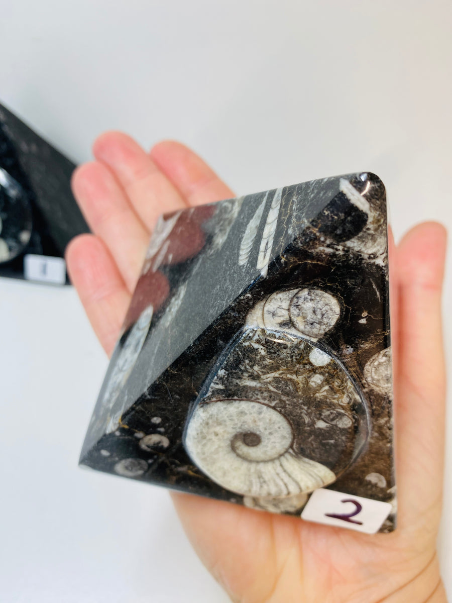 Fossil Ammonite Orthoceras Pyramids – Evolving Earth Designs