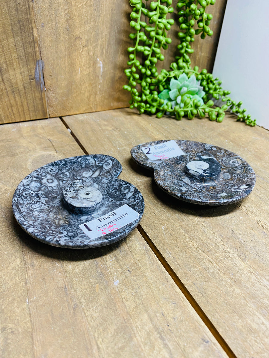 Polished Fossil Ammonite Orthoceras bowl – Evolving Earth Designs